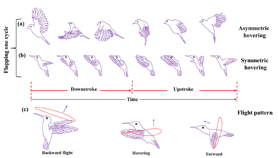 What bird can fly backwards