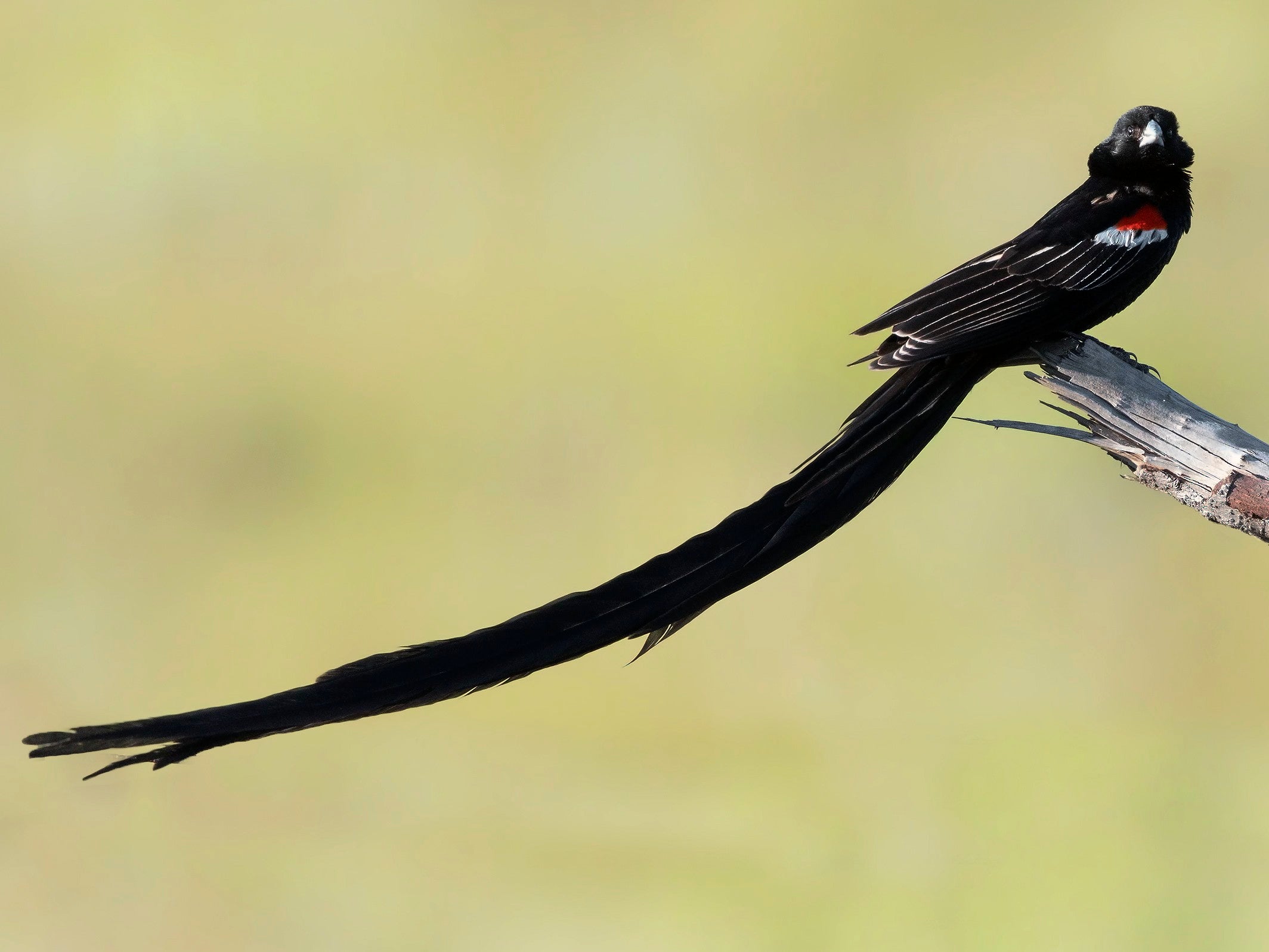How Bird Tails Shape Flight, Survival, and Courtship