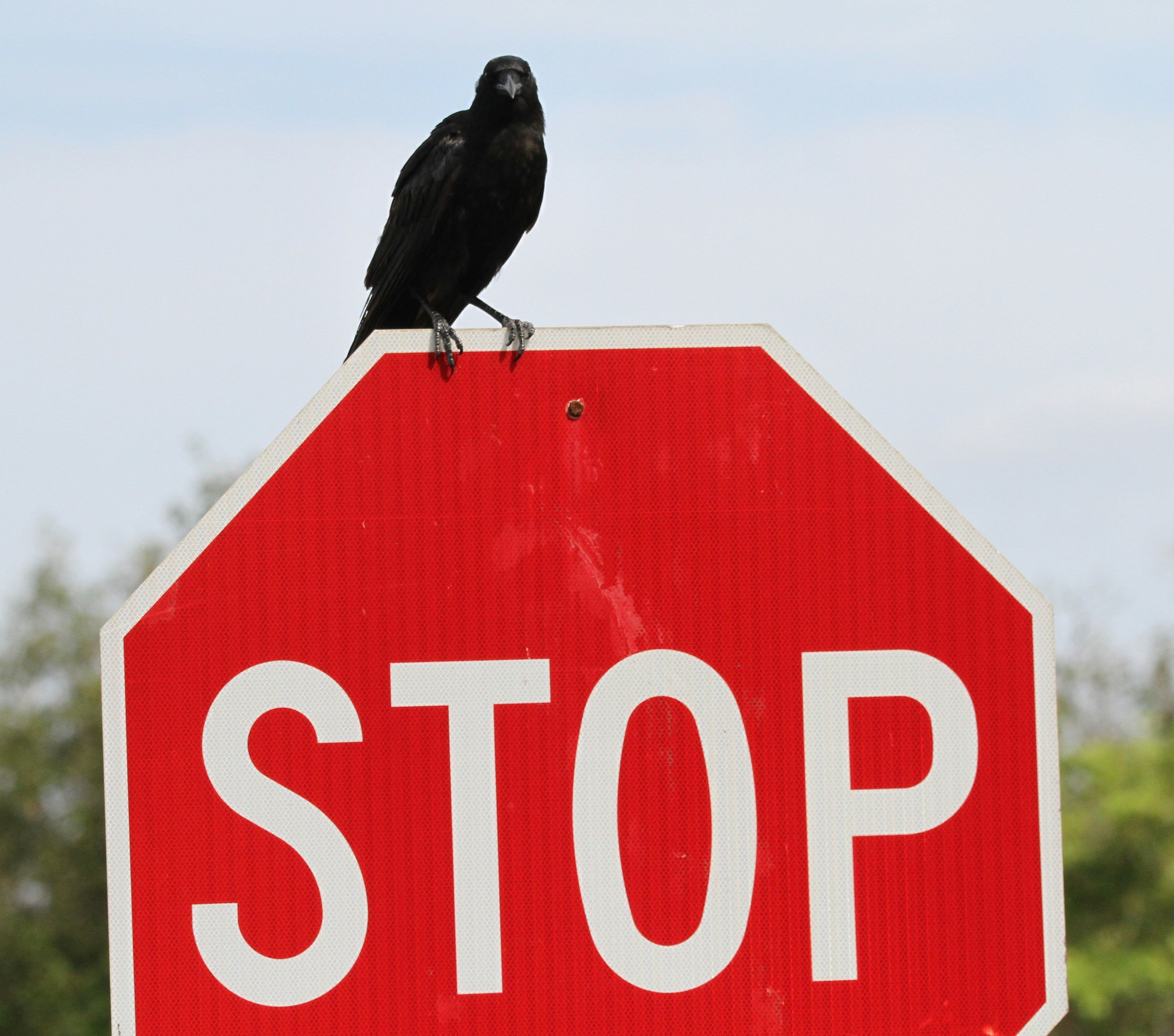 Can You Successfully Coexist with Crows and Ravens in Your Yard？