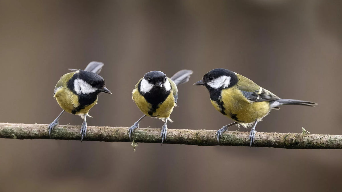 Why Do Birds Perch on High Places? | BirdSnap