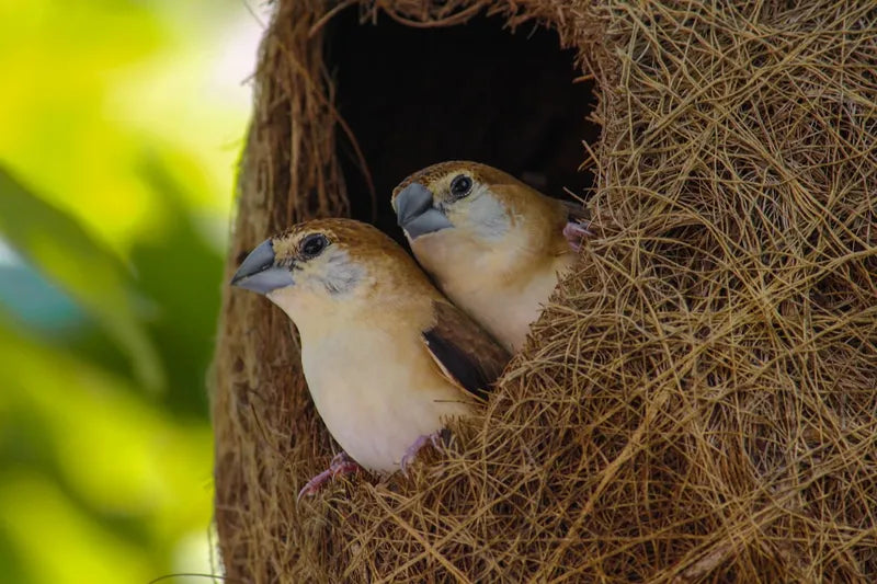 Safe Bird Nesting Materials: What to Offer and What to Avoid | BirdSnap