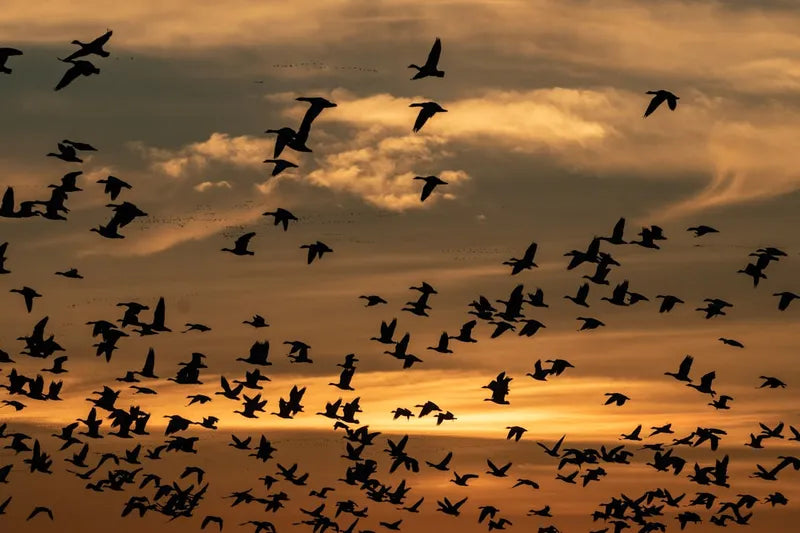 Spring Bird Migration 2026: Complete Guide for Backyard Bird Watchers ...