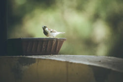 FAQ | BirdSnap